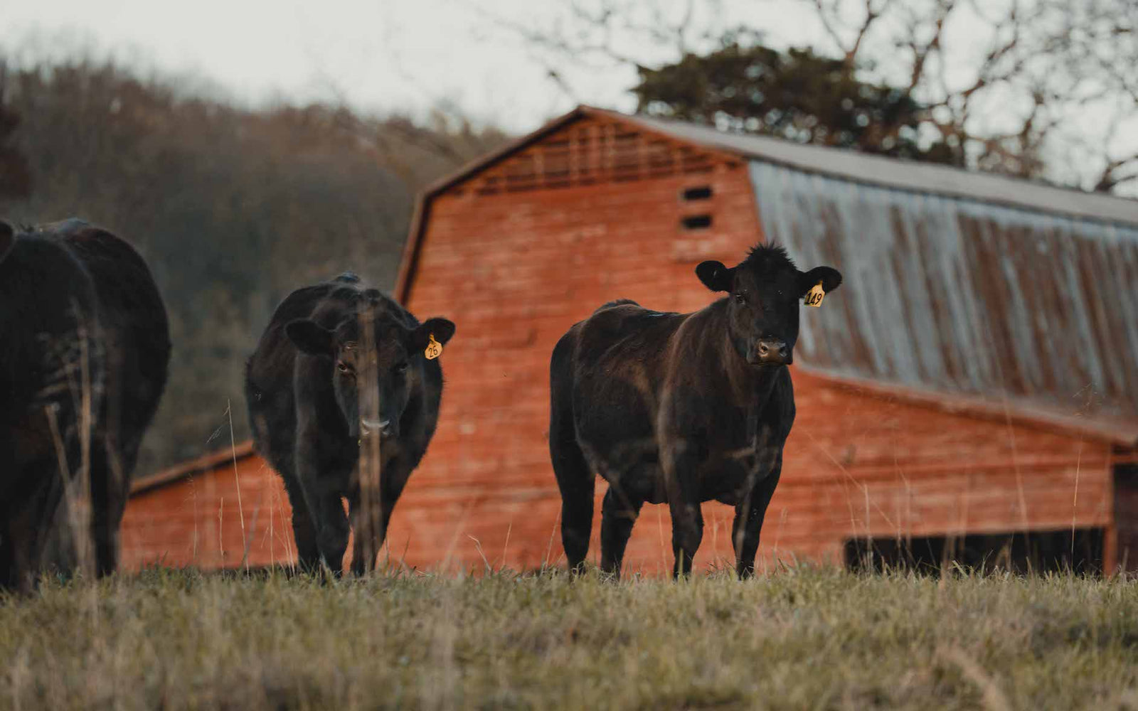 Shop Online for Half a Cow: Bulk Meat Ordering Made Easy – Simpson's Meats