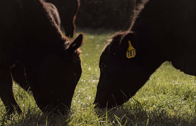 Simpson Farms Grass Fed 1/2 Cow | Premium Meat Bundle – Simpson's Meats