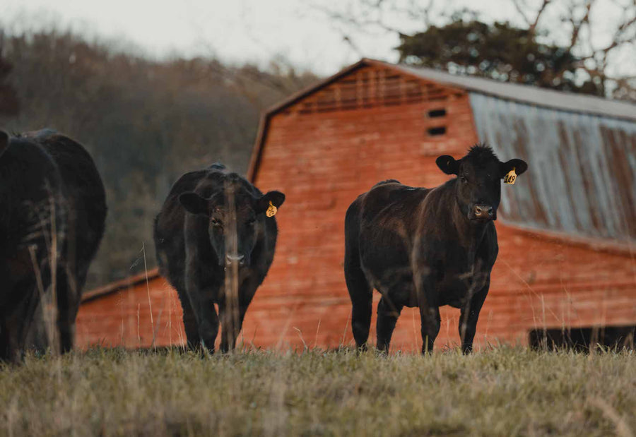 Simpson Farms Grass Fed Whole Cow | Premium Quality Meat