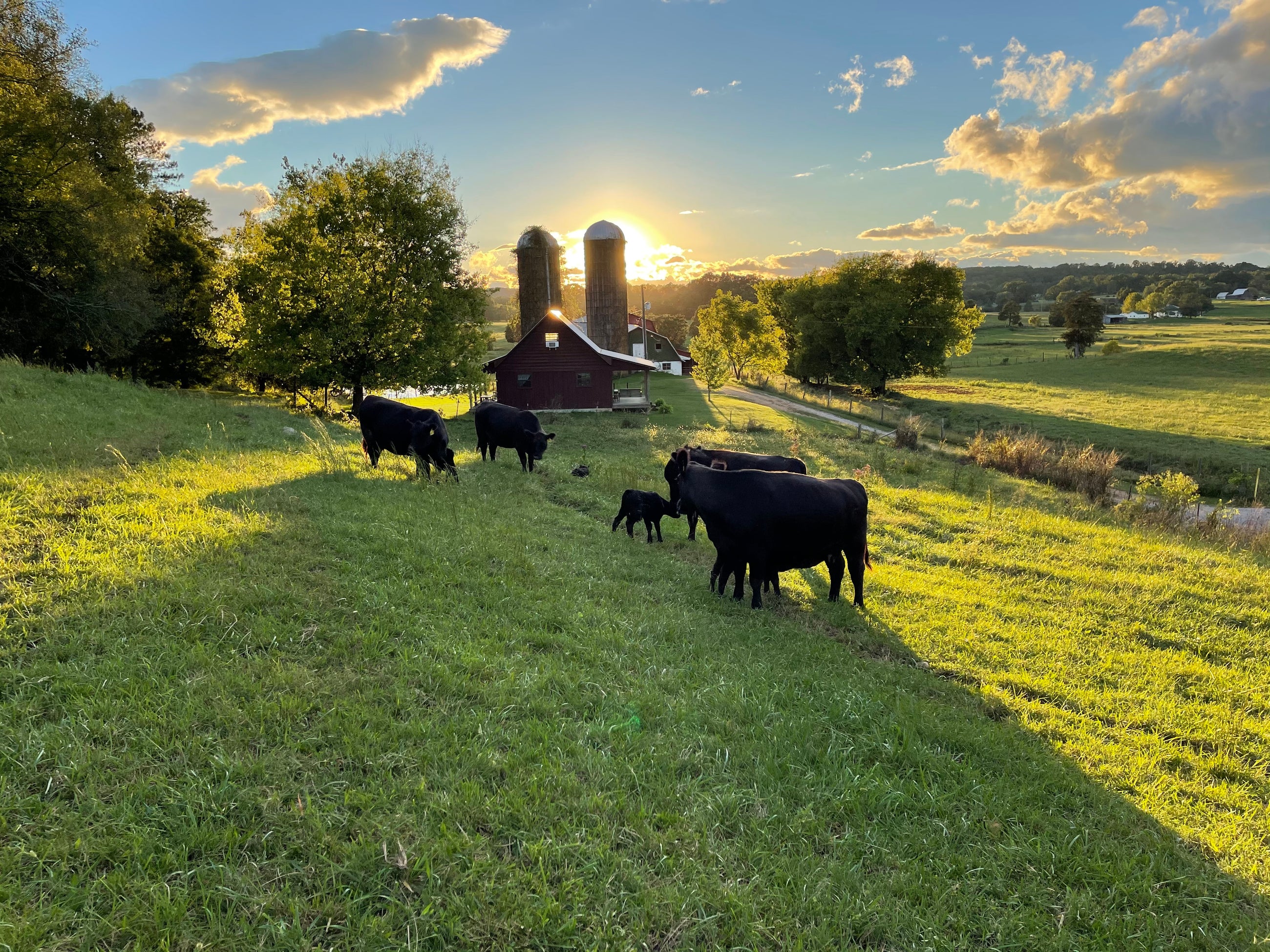 The Simpson's Story | Simpson's Meats